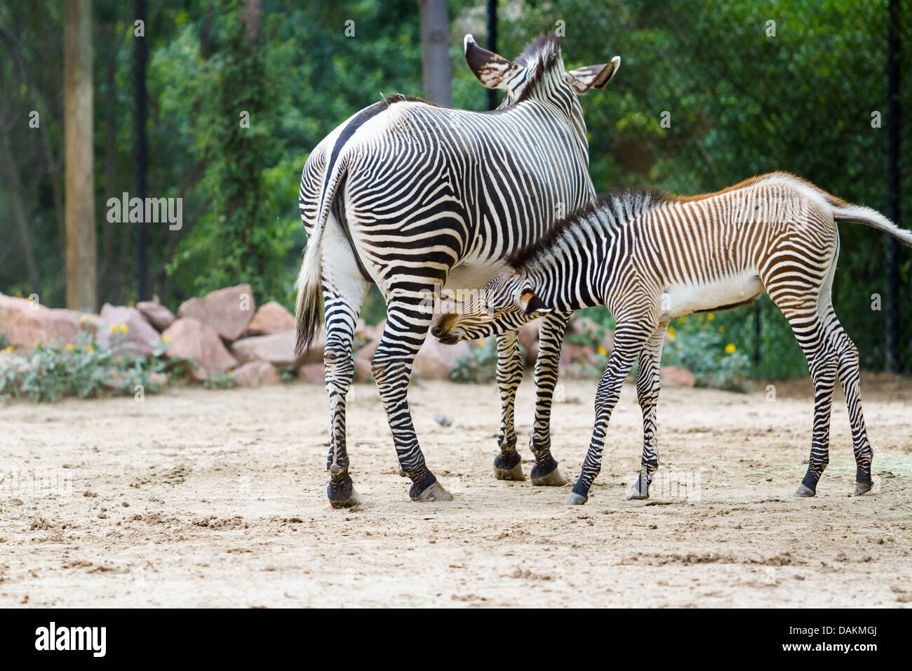 Grevys zebras is most endangered of species of zebra Stock Photo - Alamy