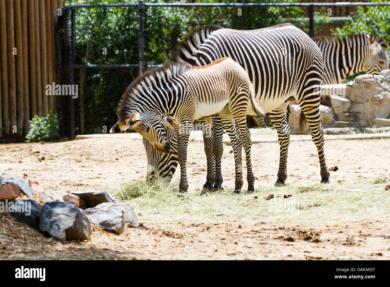 Grevys zebras is most endangered of species of zebra Stock Photo - Alamy