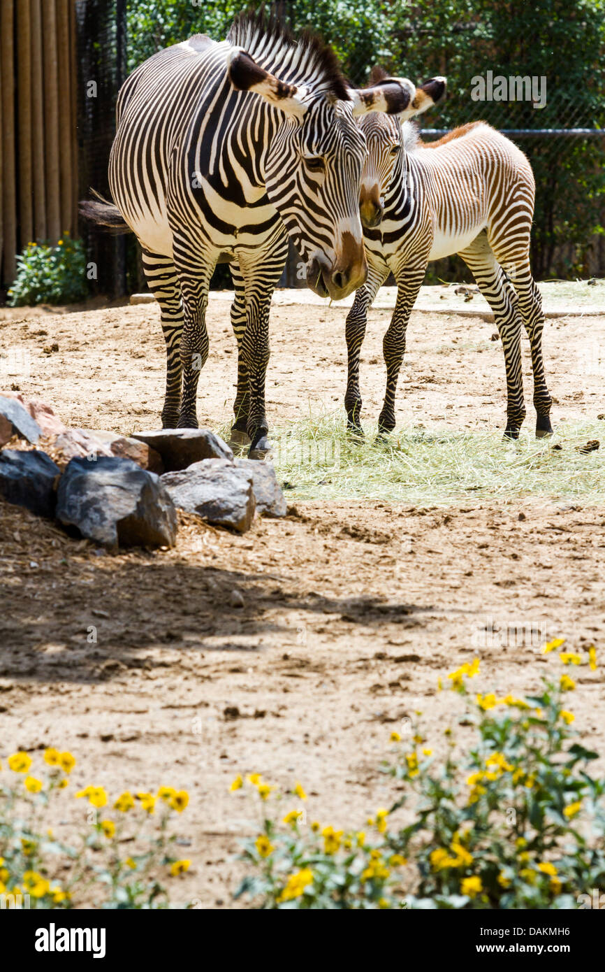 Grevys zebras is most endangered of species of zebra Stock Photo - Alamy