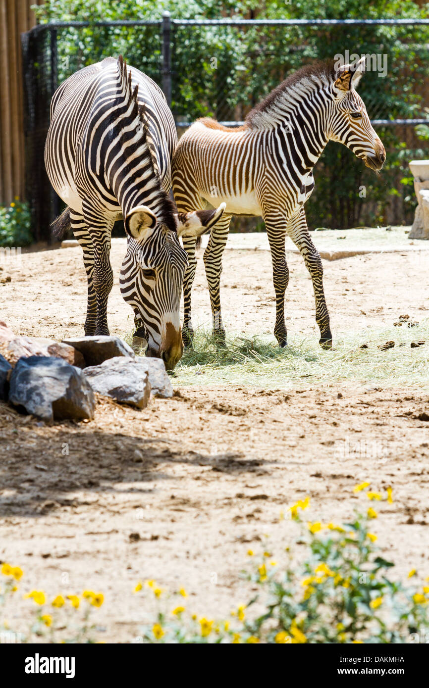 Grevys zebras is most endangered of species of zebra Stock Photo - Alamy