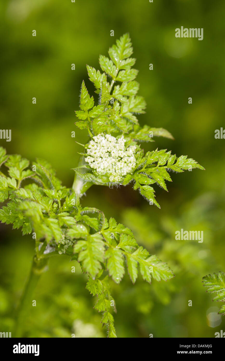 garden chervil, common chervil (Anthriscus cerefolium), inflorescence ...