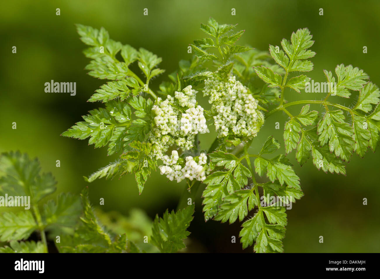 garden chervil, common chervil (Anthriscus cerefolium), inflorescence ...