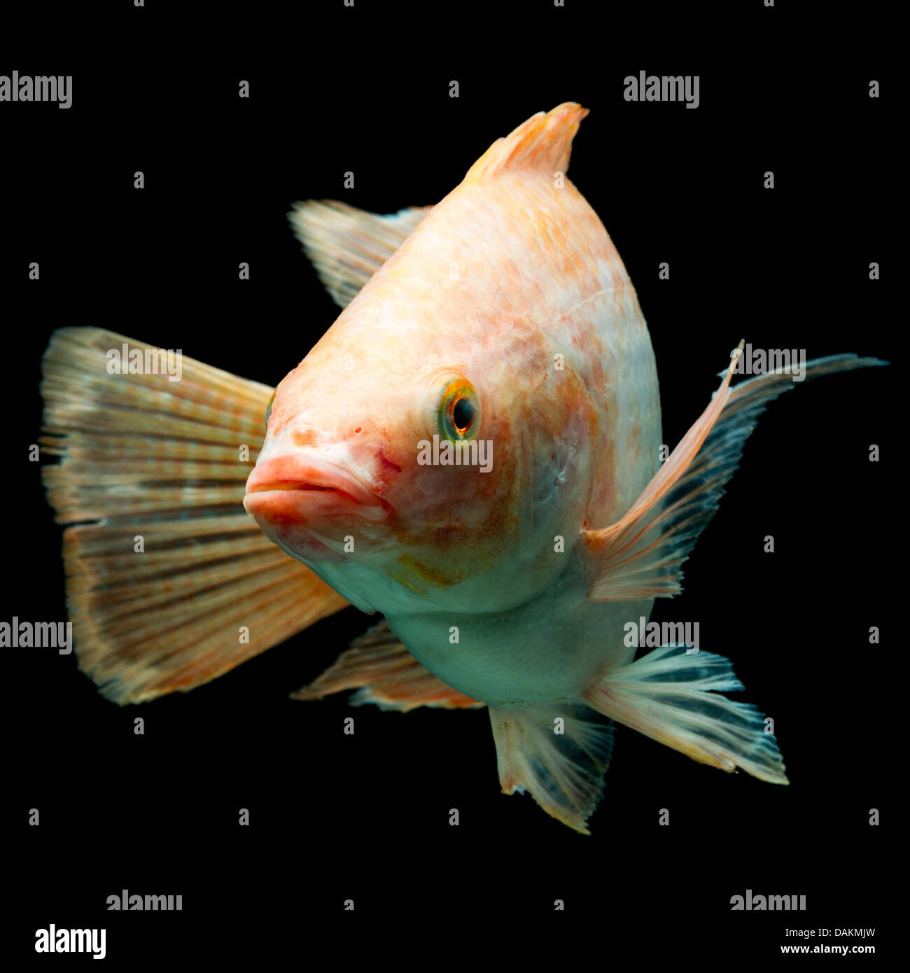 Nile Or Red Tilapia Oreochromis Niloticus Isolated On Black Studio ...