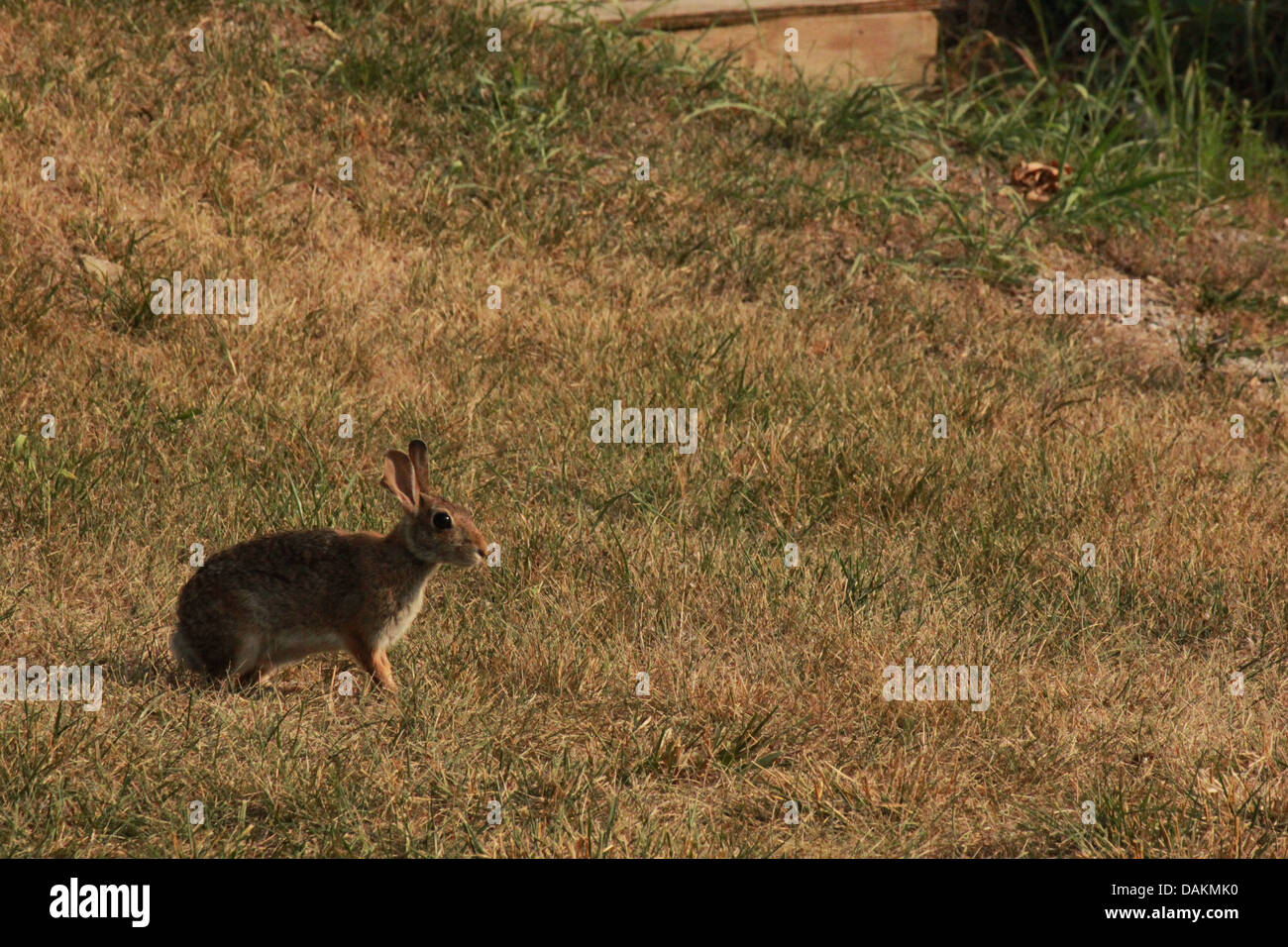 Photo of a brown rabbit hi-res stock photography and images - Alamy