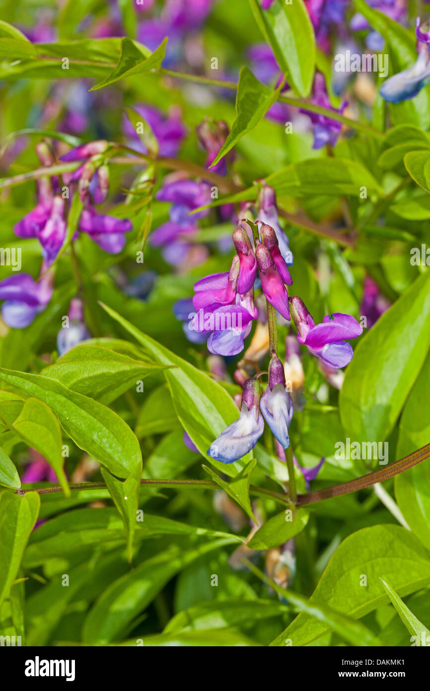 spring pea (Lathyrus vernus), blooming, Germany Stock Photo - Alamy