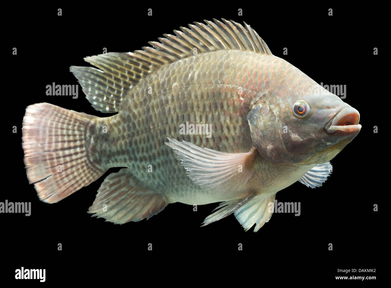 Zebra tilapia hi-res stock photography and images - Alamy