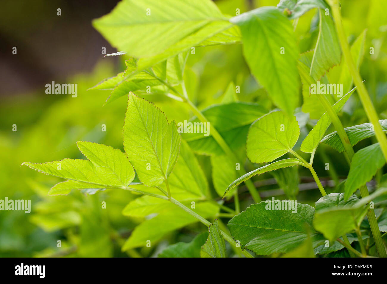 ground-elder, goutweed (Aegopodium podagraria), young leaves, Germany ...