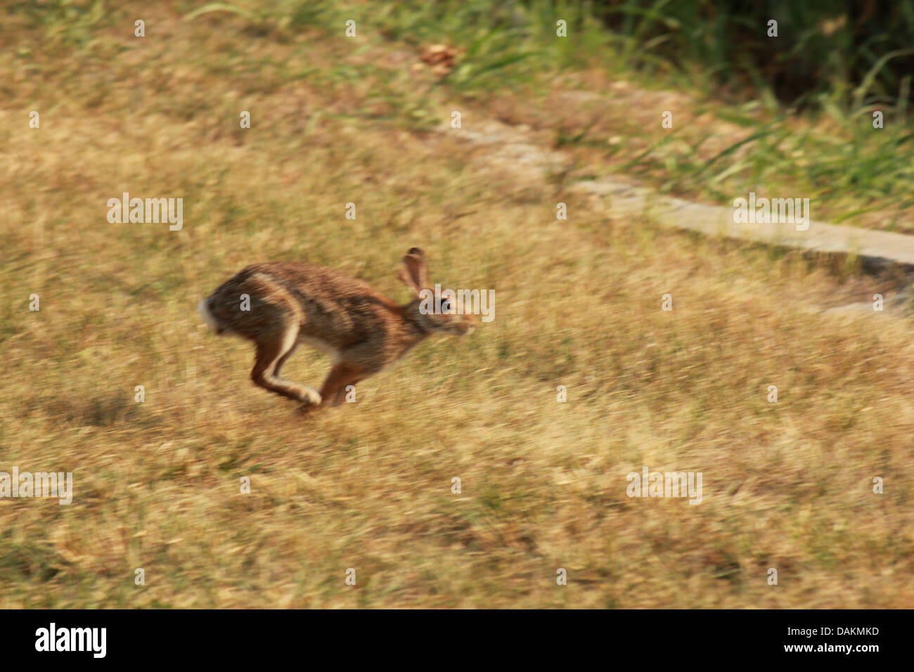 A photo of a rabbit in the country side Stock Photo - Alamy