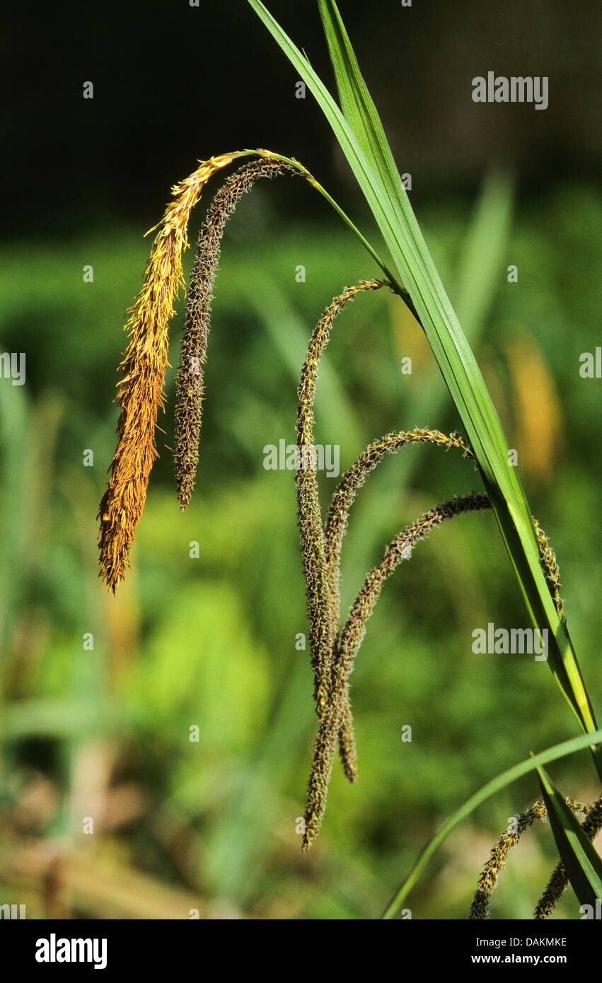 Pendulous sedge, Giant sedge grass (Carex pendula), blooming, Germany ...