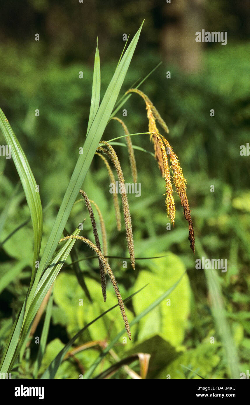 Pendulous sedge, Giant sedge grass (Carex pendula), blooming, Germany ...