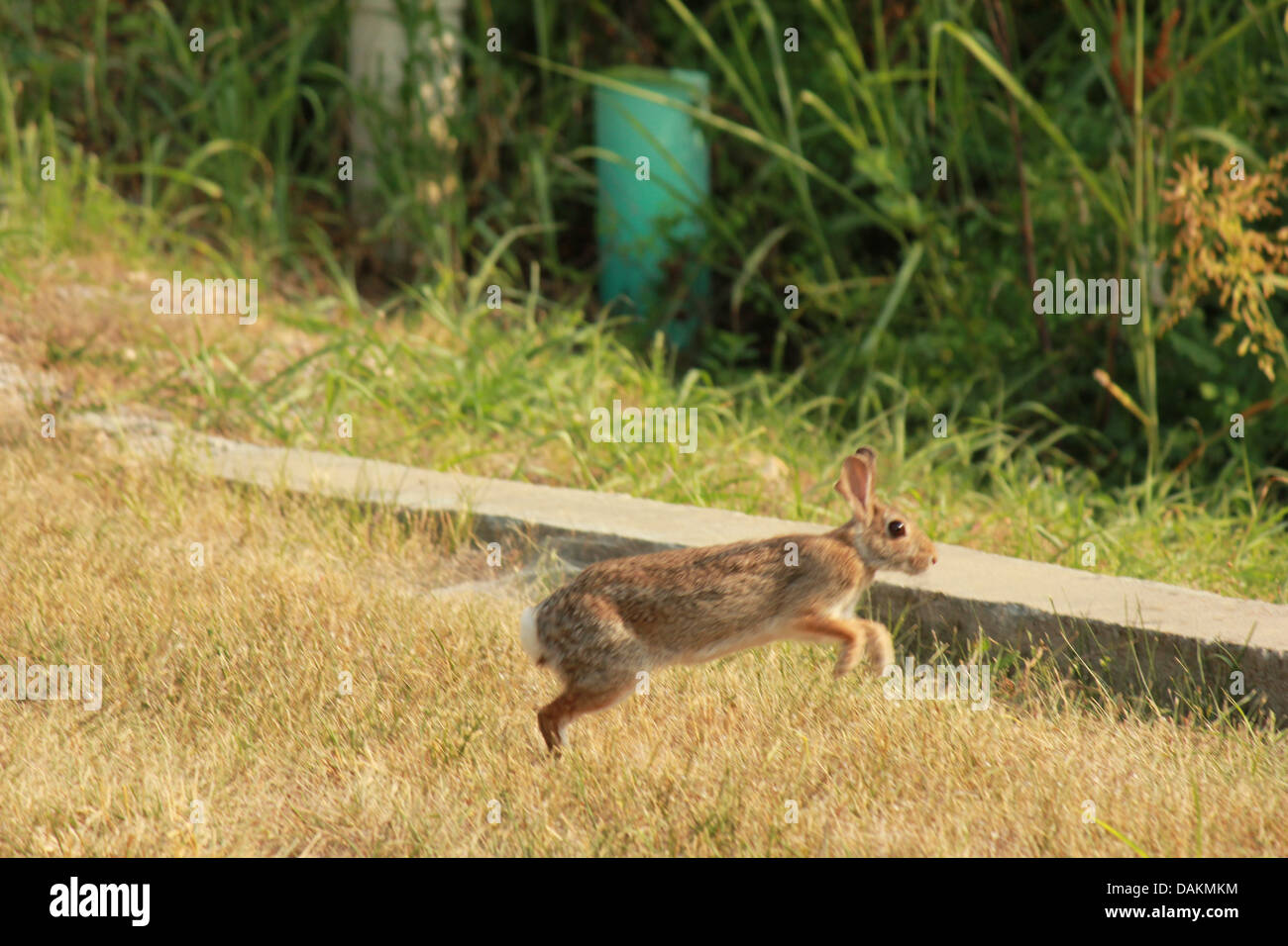 A photo of a rabbit in the country side Stock Photo - Alamy