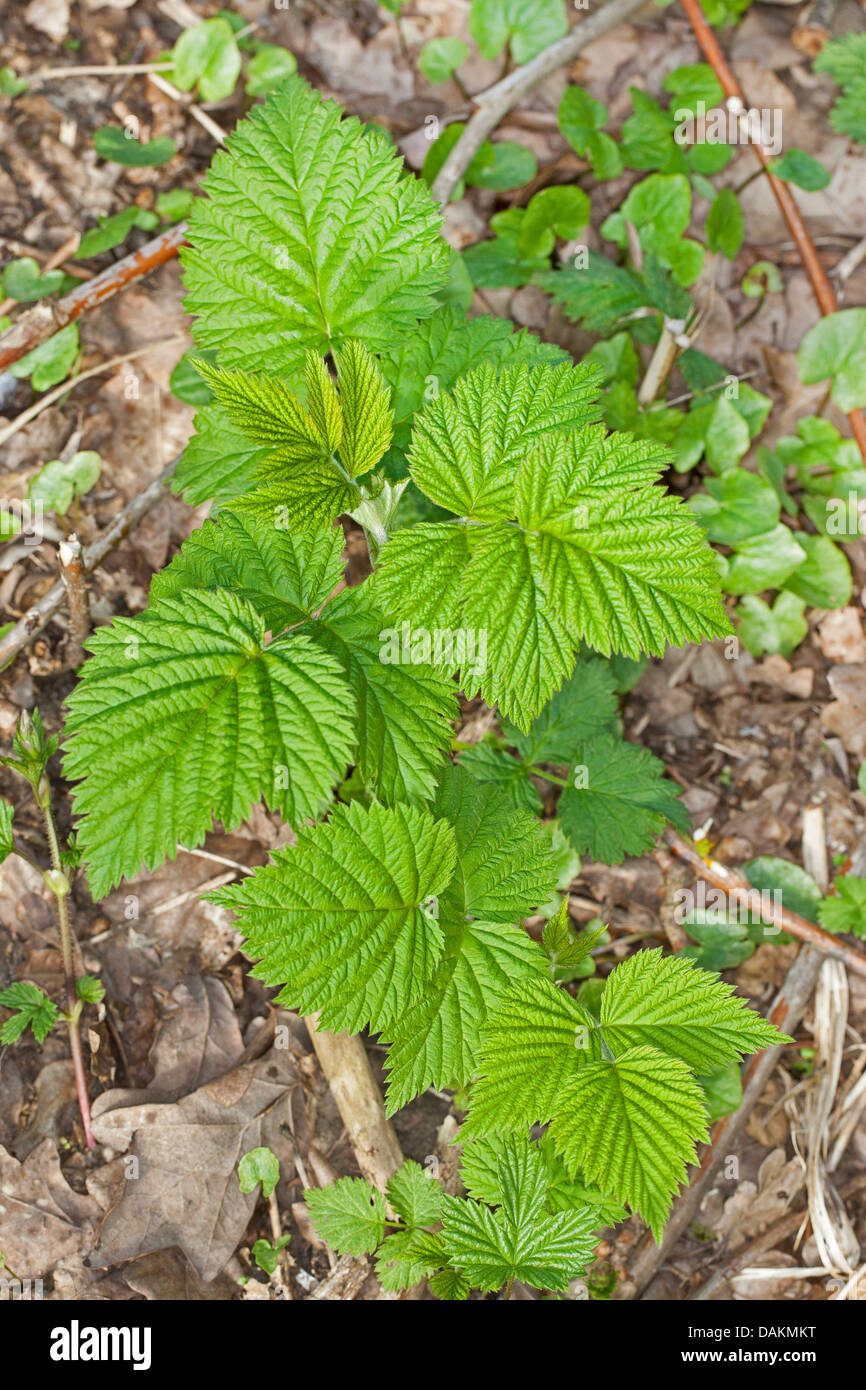 European red raspberry (Rubus idaeus), young leaves before flowering ...