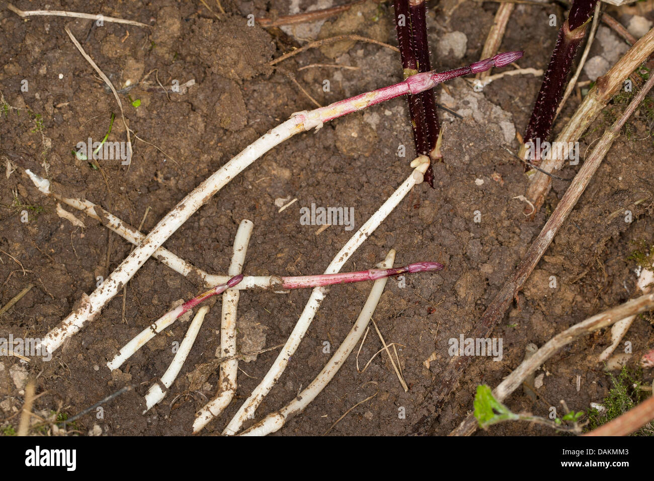 common hop (Humulus lupulus), young sprouts, Germany Stock Photo - Alamy