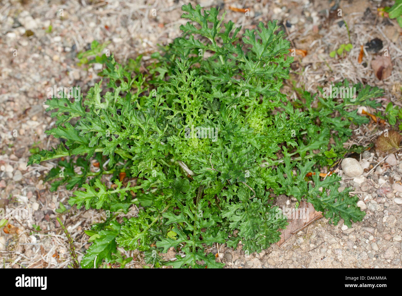common ragwort, stinking willie, tansy ragwort, tansy ragwort (Senecio ...