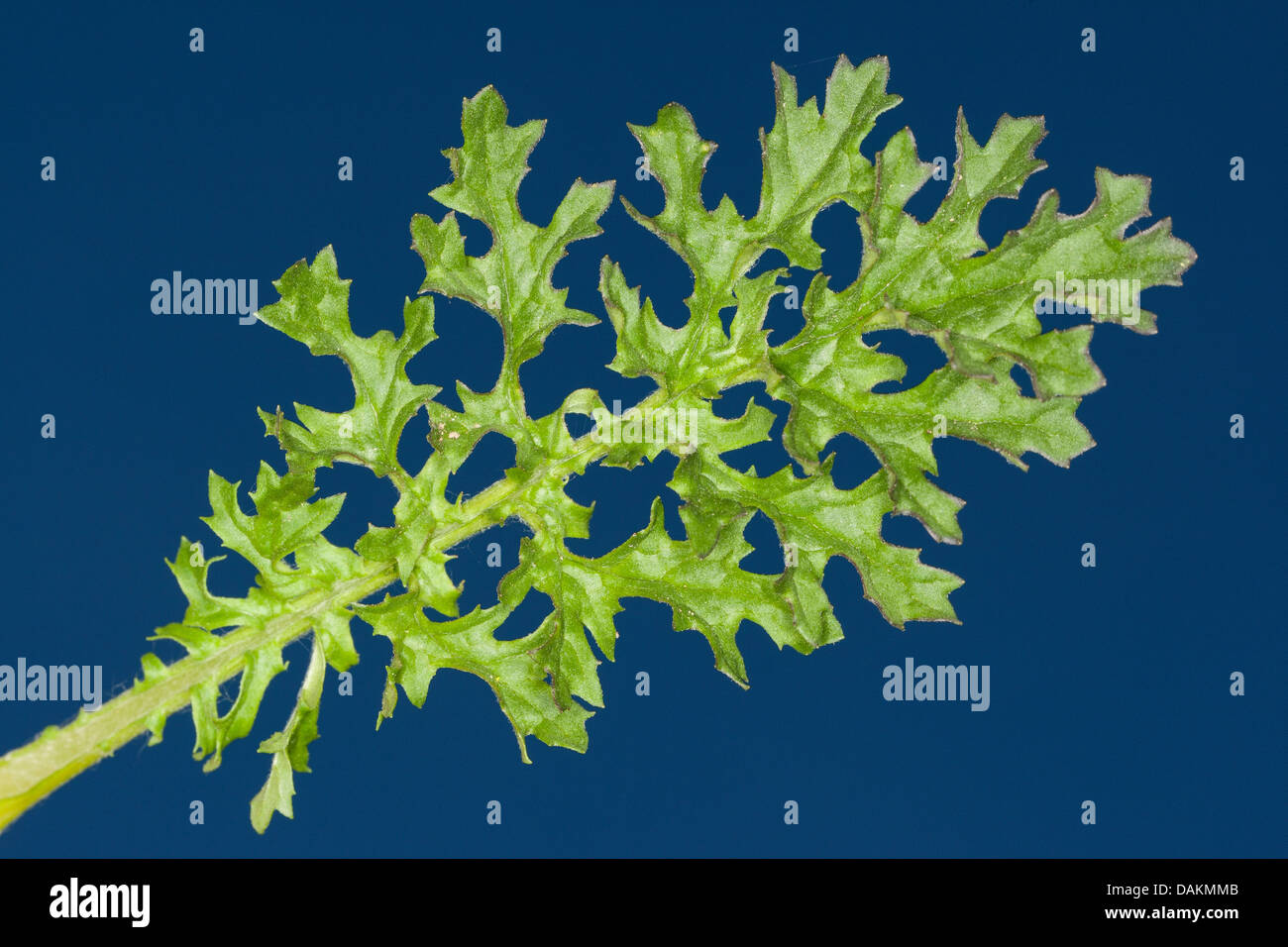 common ragwort, stinking willie, tansy ragwort, tansy ragwort (Senecio ...
