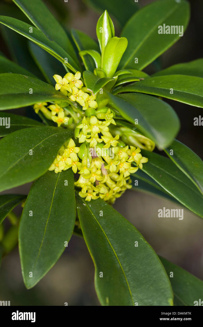 Daphne laureola spurge laurel shrub hi-res stock photography and images ...