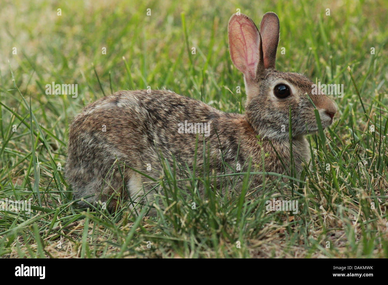 A photo of a rabbit in the country side Stock Photo - Alamy