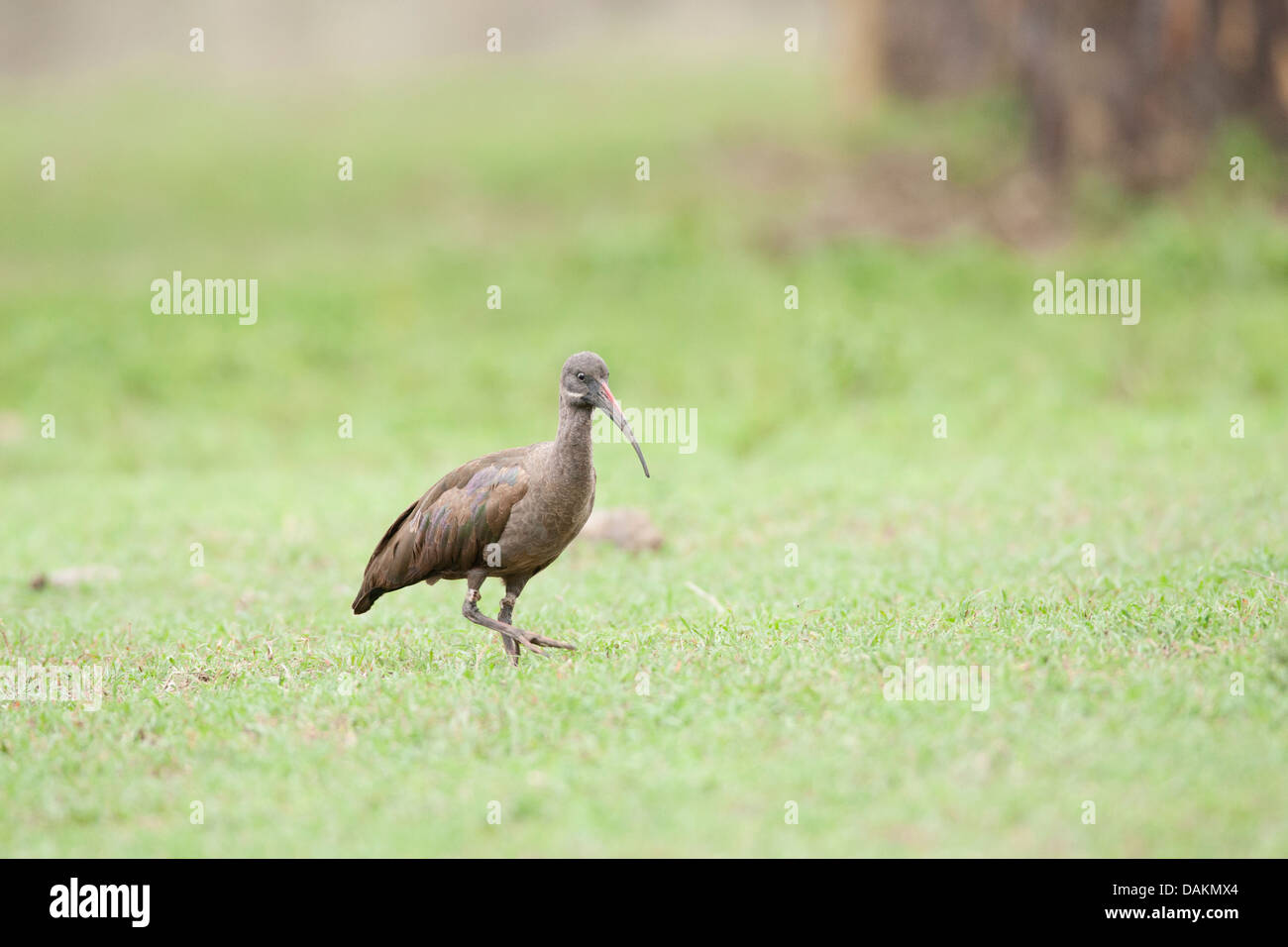 Wild hadada ibis hi-res stock photography and images - Alamy