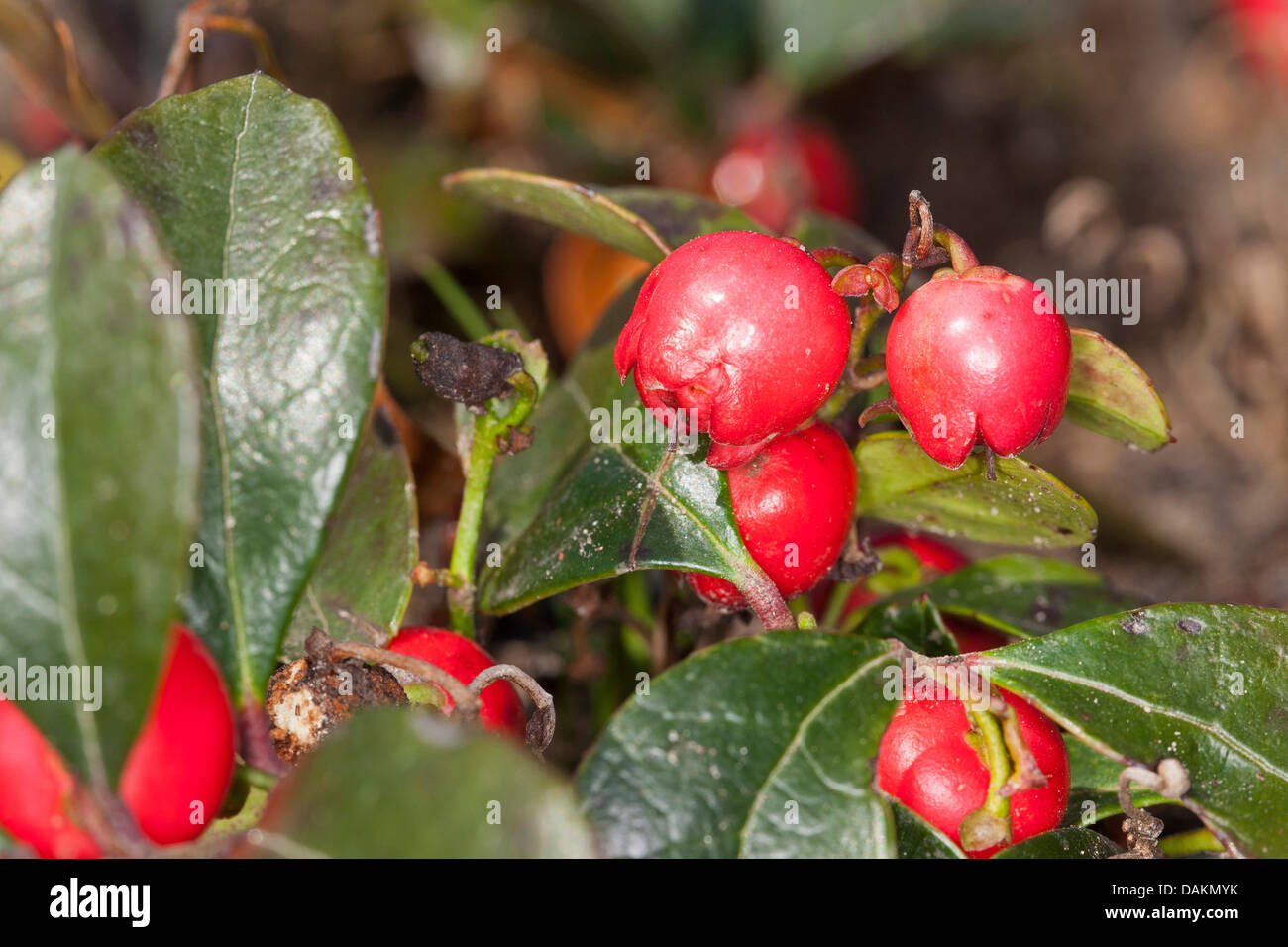American wintergreen berries hi-res stock photography and images - Alamy