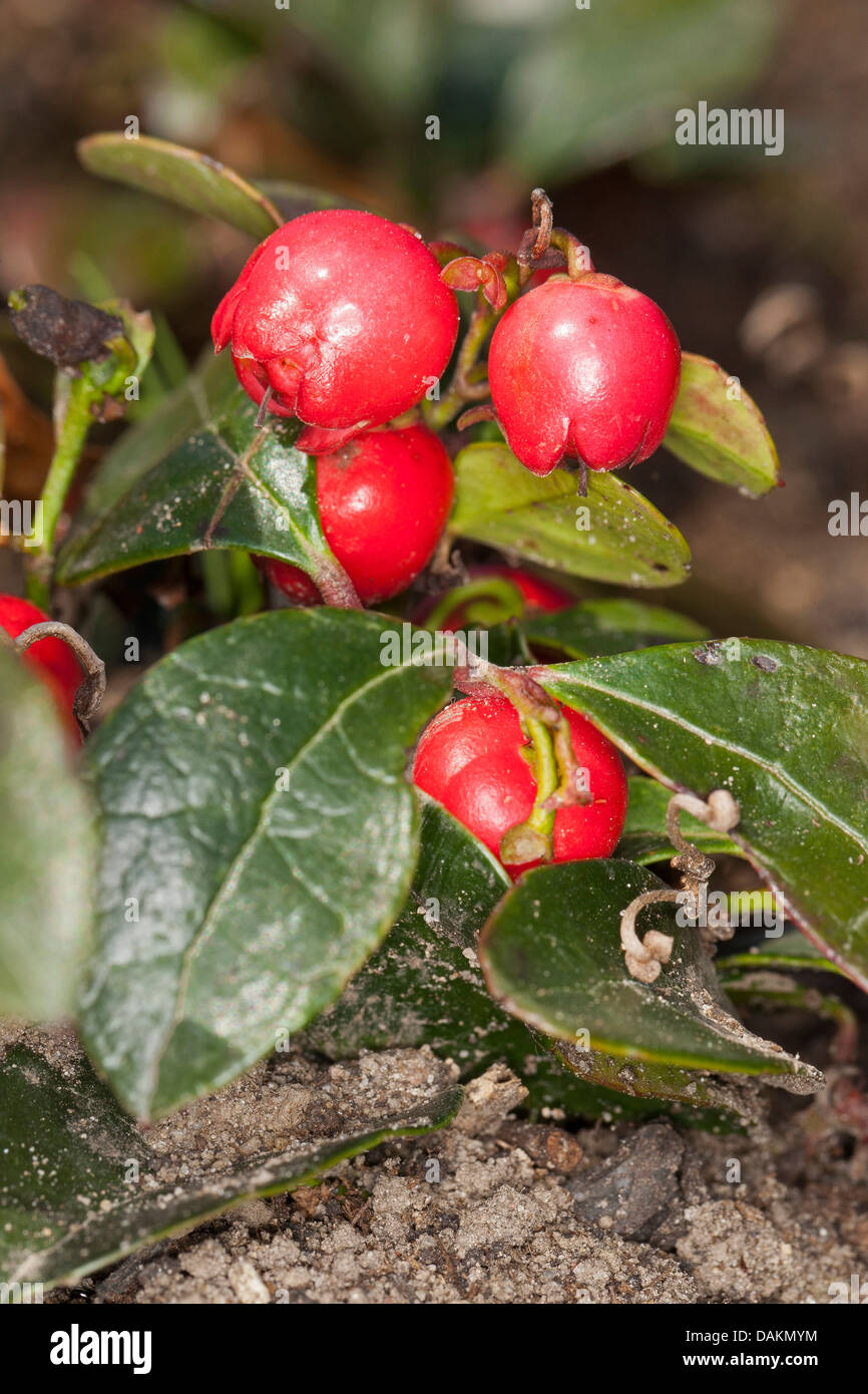 Teaberry hi-res stock photography and images - Alamy