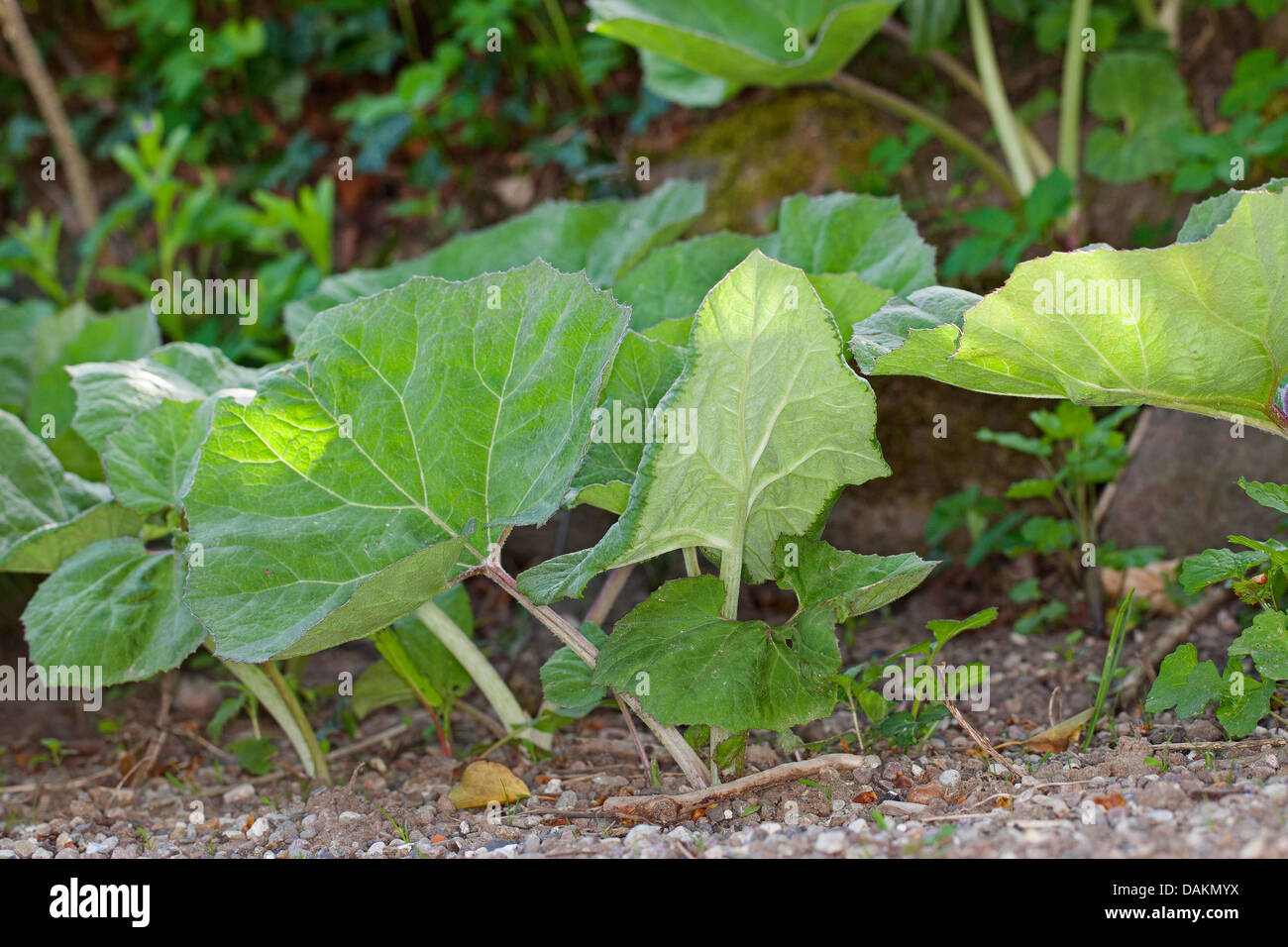 Petasites hybridus hi-res stock photography and images - Alamy