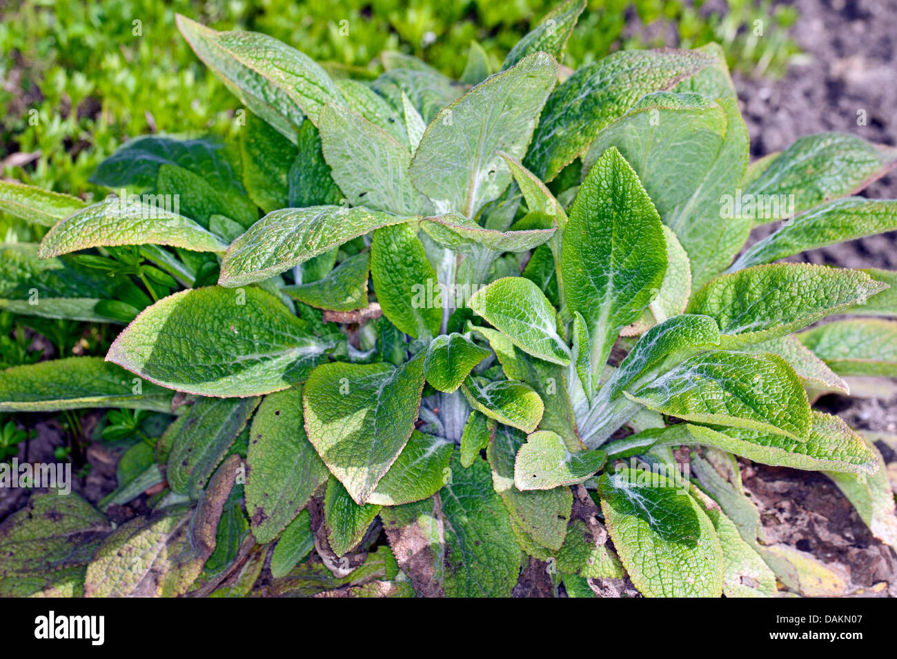common foxglove, purple foxglove (Digitalis purpurea), leaf rosette ...