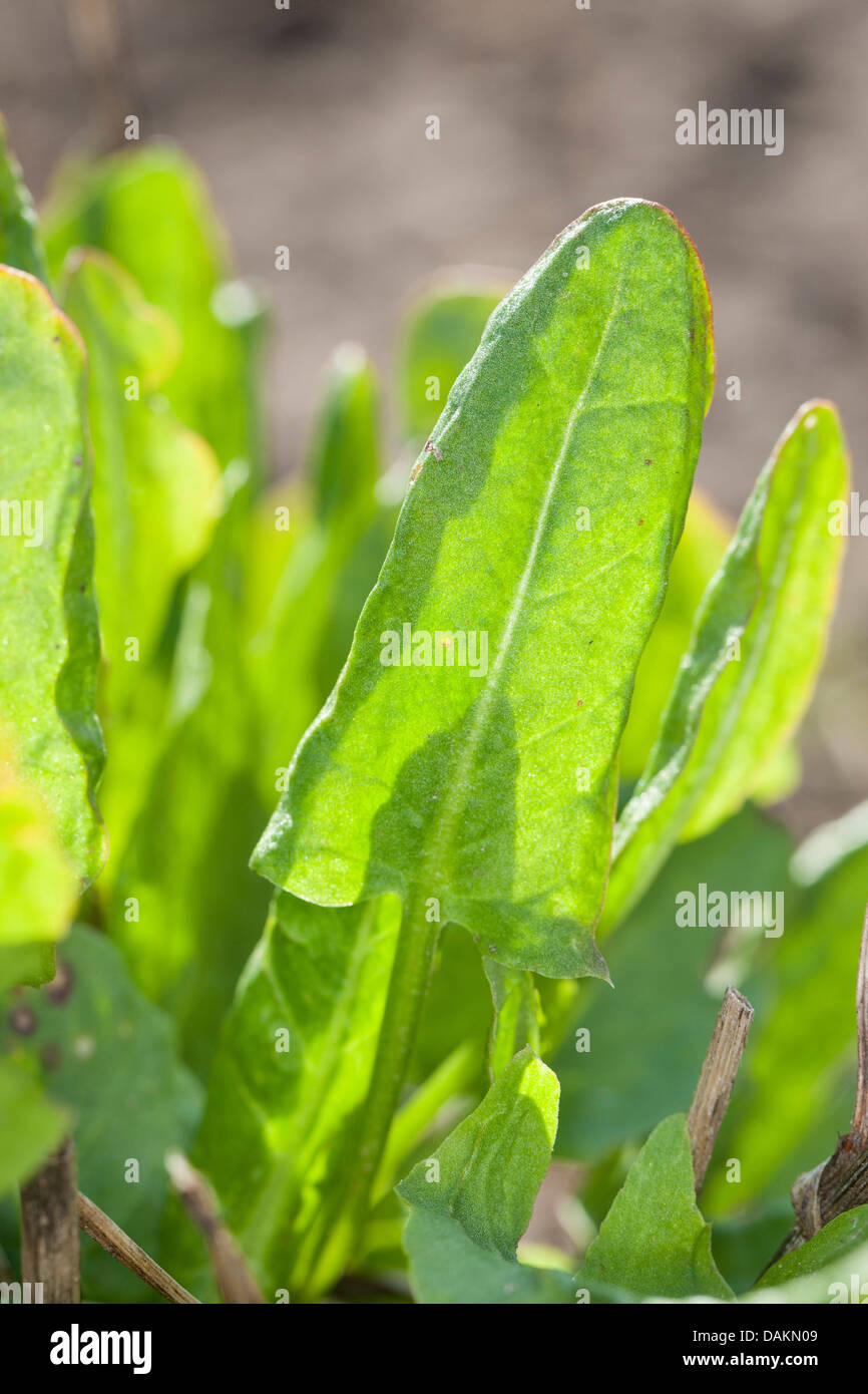 common sorrel, green sorrel, red sorrel, sheep's sorrel, garden sorrel ...