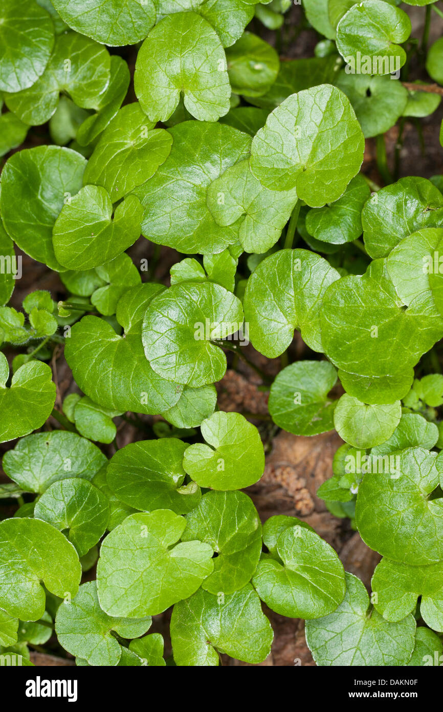 lesser celandine, fig-root butter-cup (Ranunculus ficaria, Ficaria ...