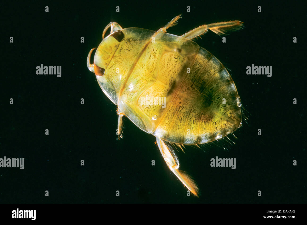Saucer bug, Creeping water bug (Ilyocoris cimicoides, Naucoris ...