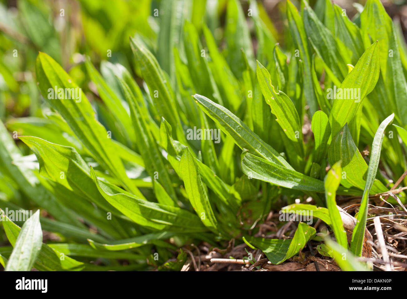 buckhorn plantain, English plantain, ribwort plantain, rib grass ...