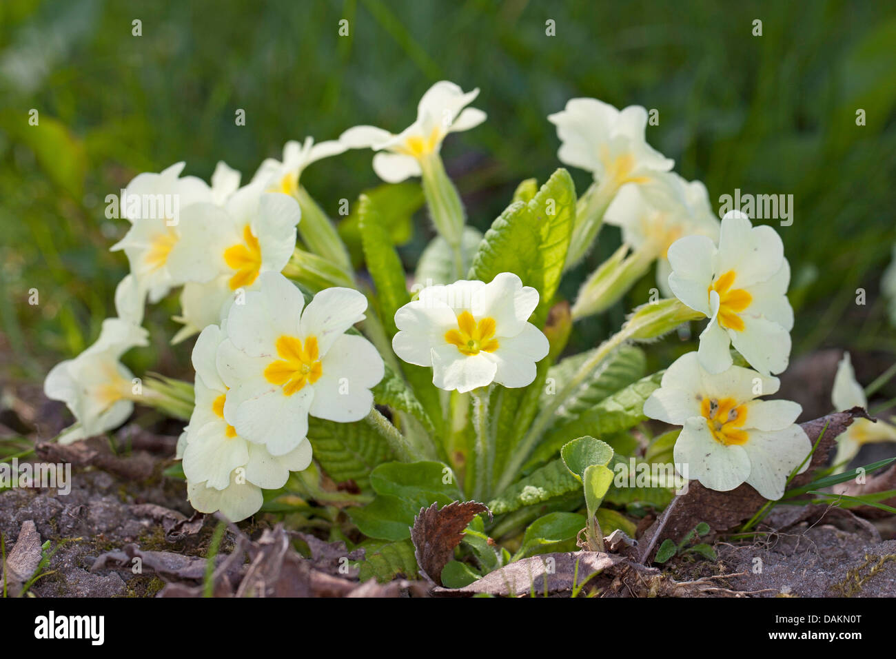 true English primrose (Primula acaulis, Primula vulgaris), blooming ...