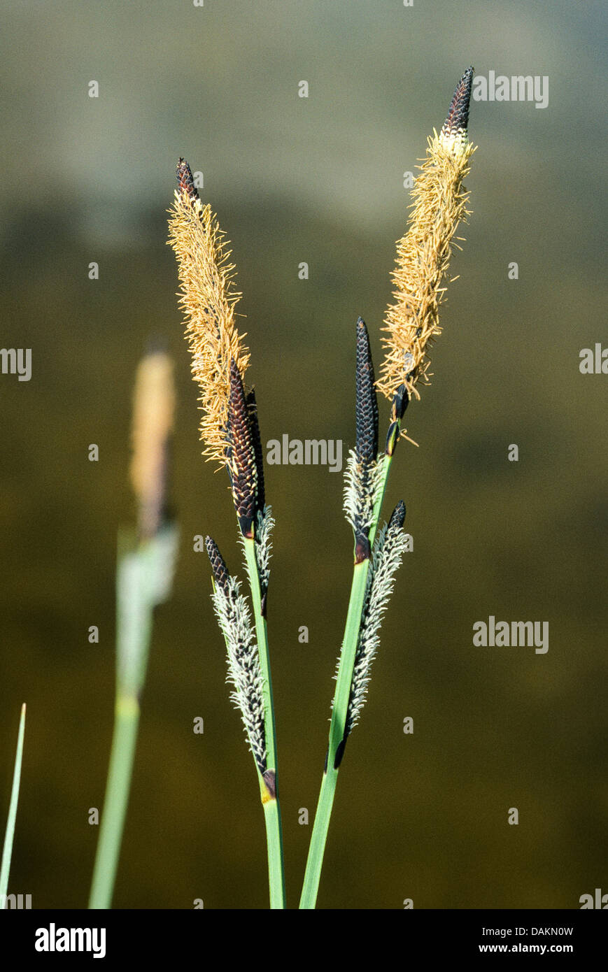 tufted sedge, tufted-sedge, tussock sedge (Carex elata), blooming ...