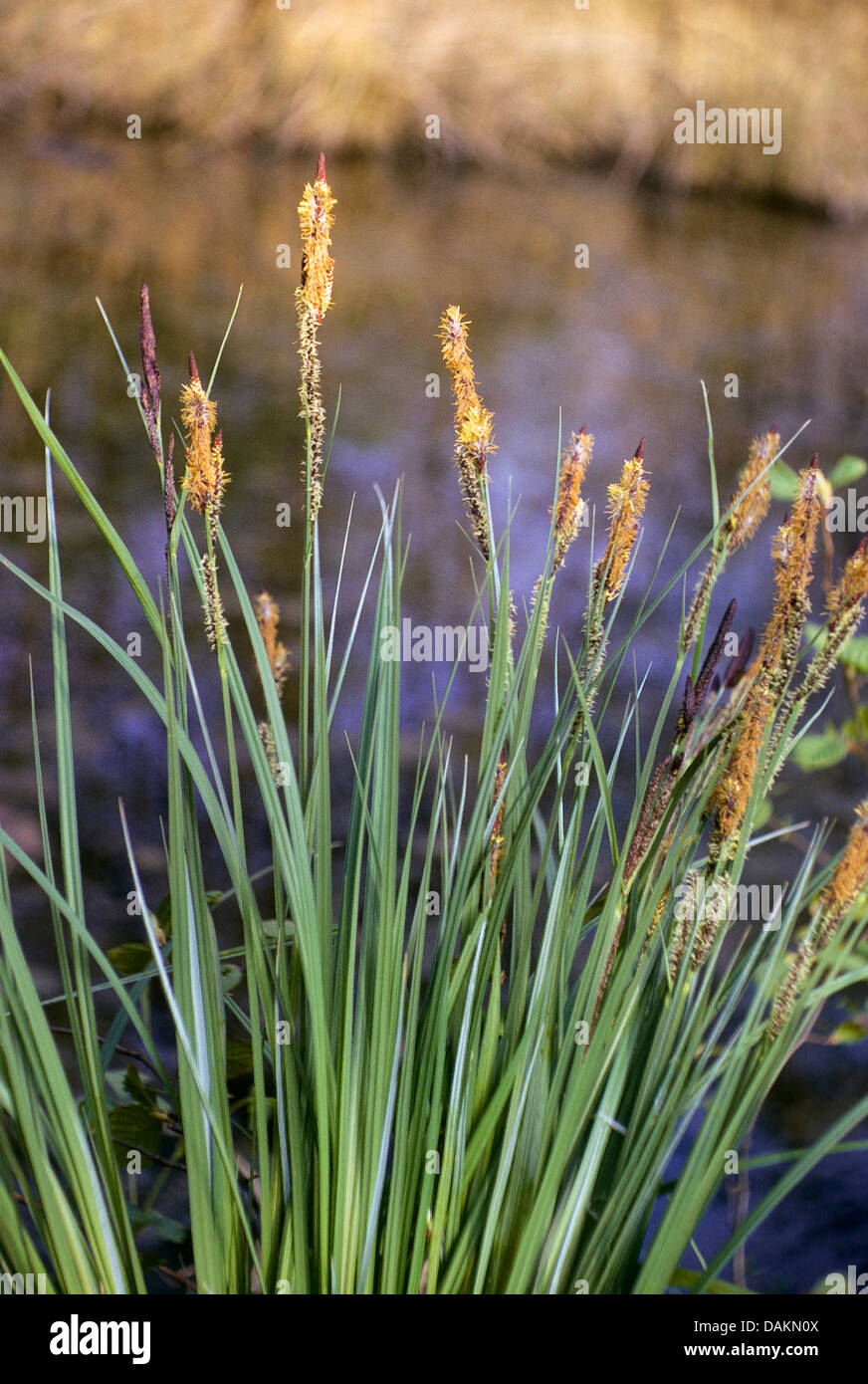 Waterside sedges hi-res stock photography and images - Alamy