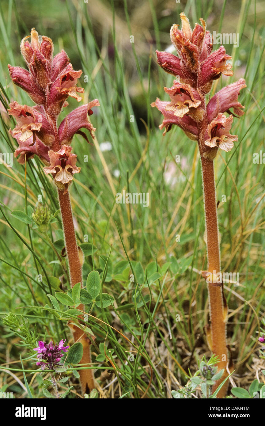 Purple broomrape hi-res stock photography and images - Alamy