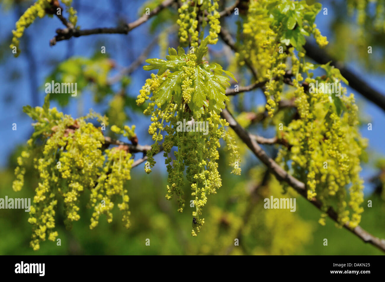 common oak, pedunculate oak, English oak (Quercus robur), male ...