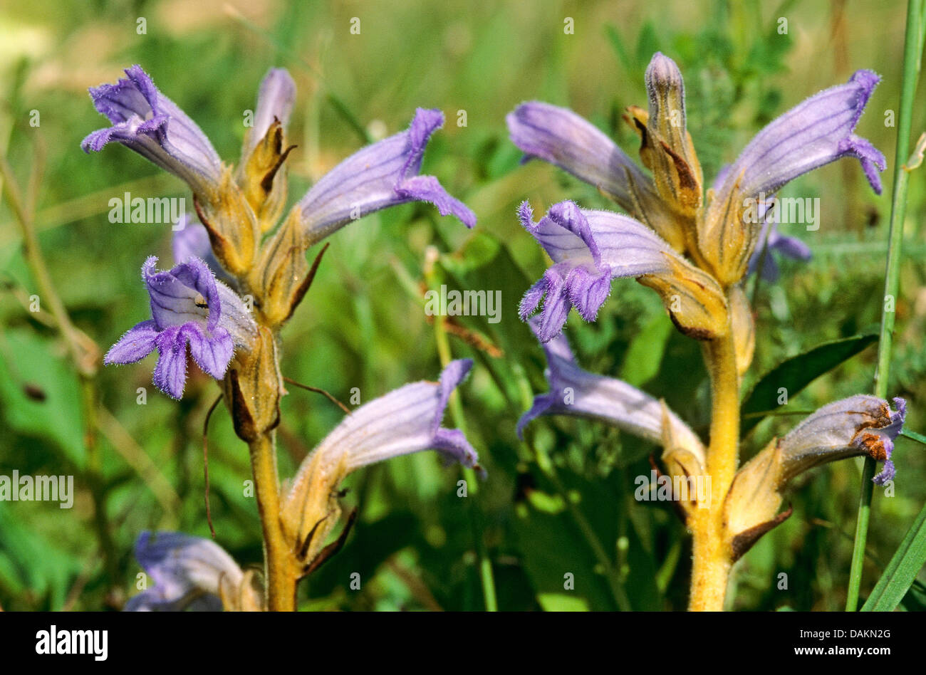 Yarrow broomrape, Purple Broomrape (Orobanche purpurea, Phelipanche ...