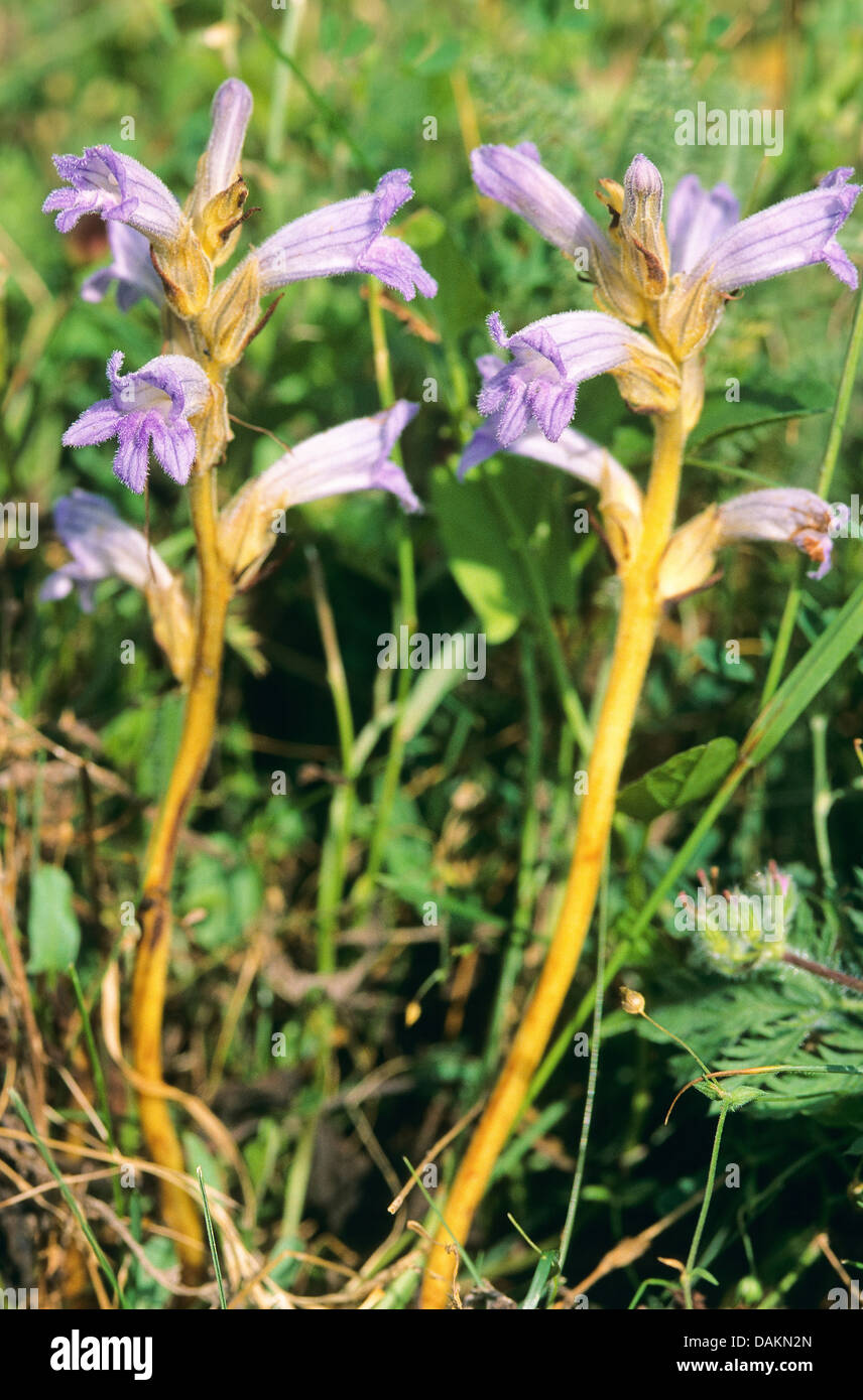 Yarrow broomrape, Purple Broomrape (Orobanche purpurea, Phelipanche ...