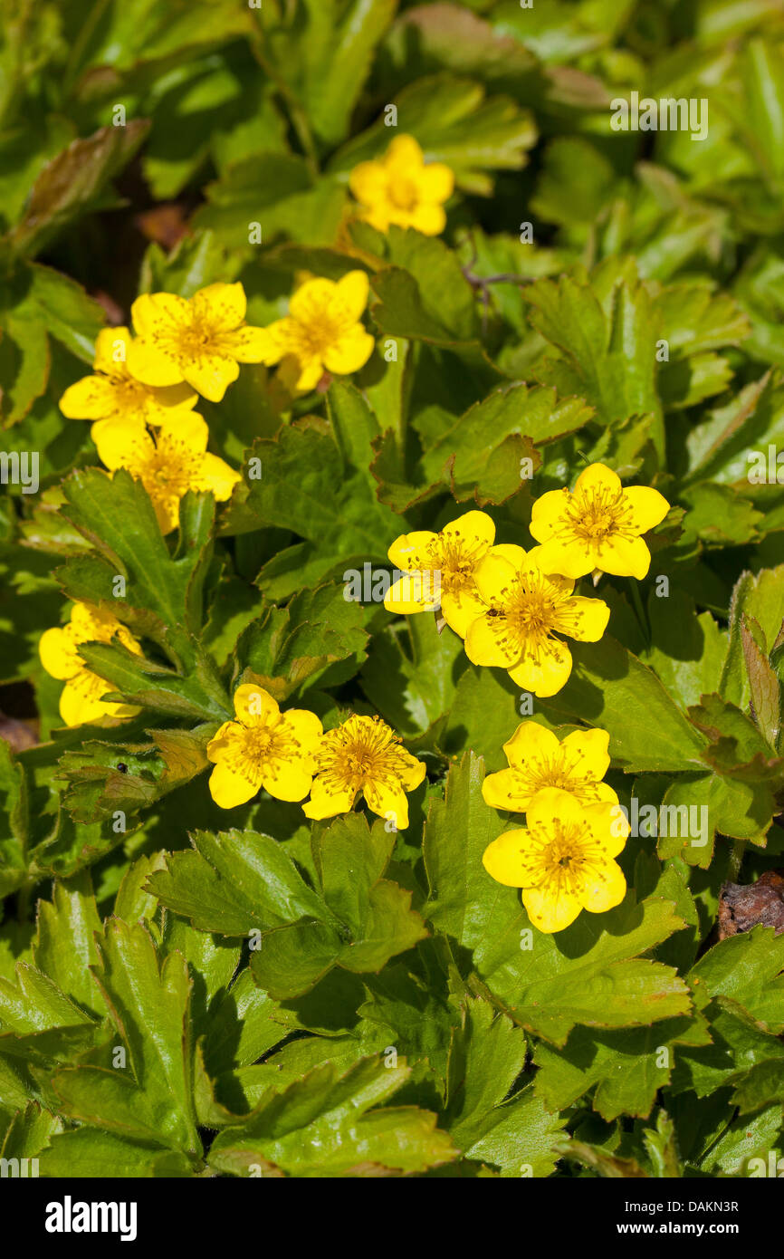 Waldsteinia (Waldsteinia geoides), blooming Stock Photo - Alamy