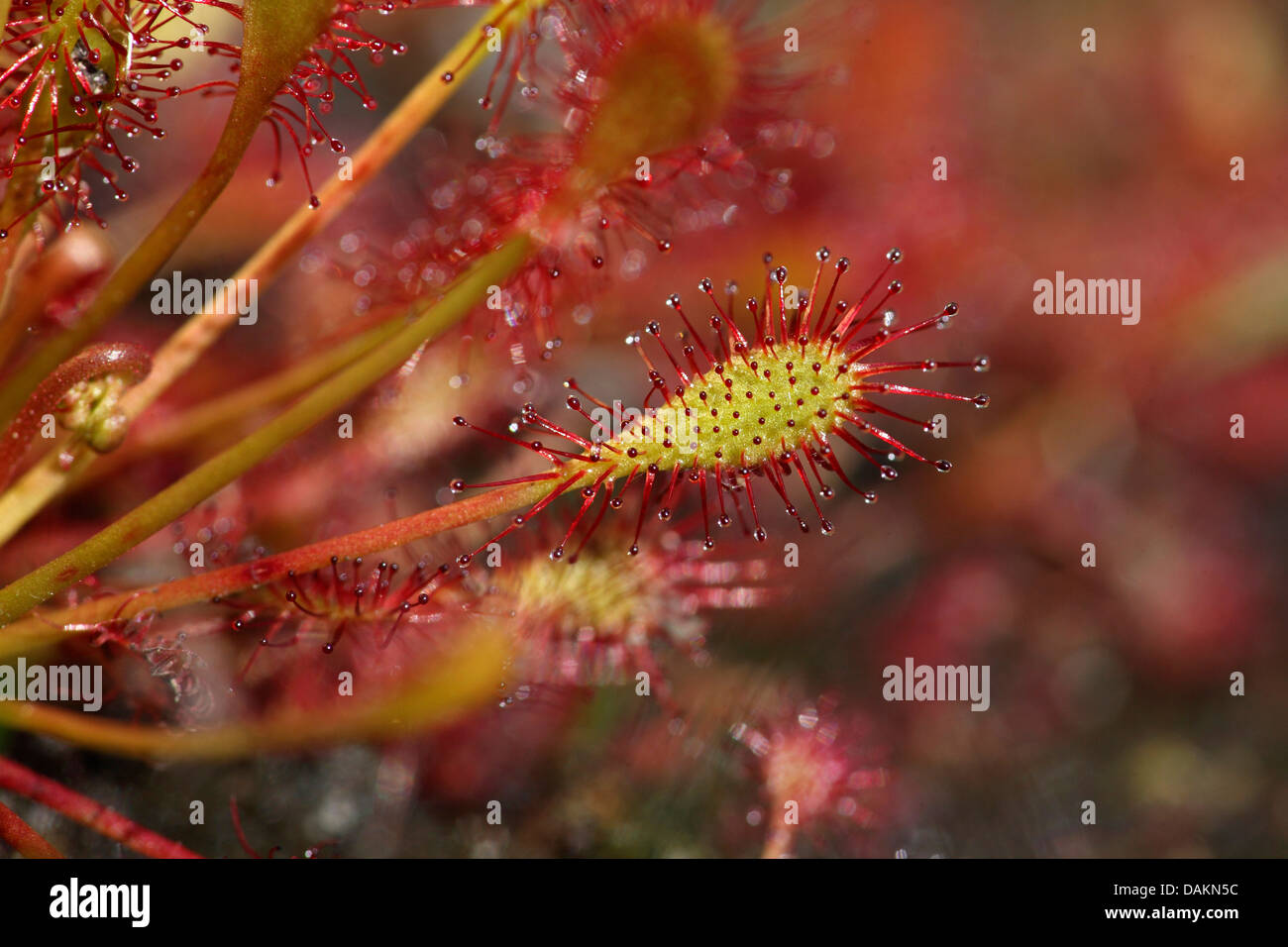 long-leaved sundew, oblong-leaved sundew, spoon-leaved sundew (Drosera ...
