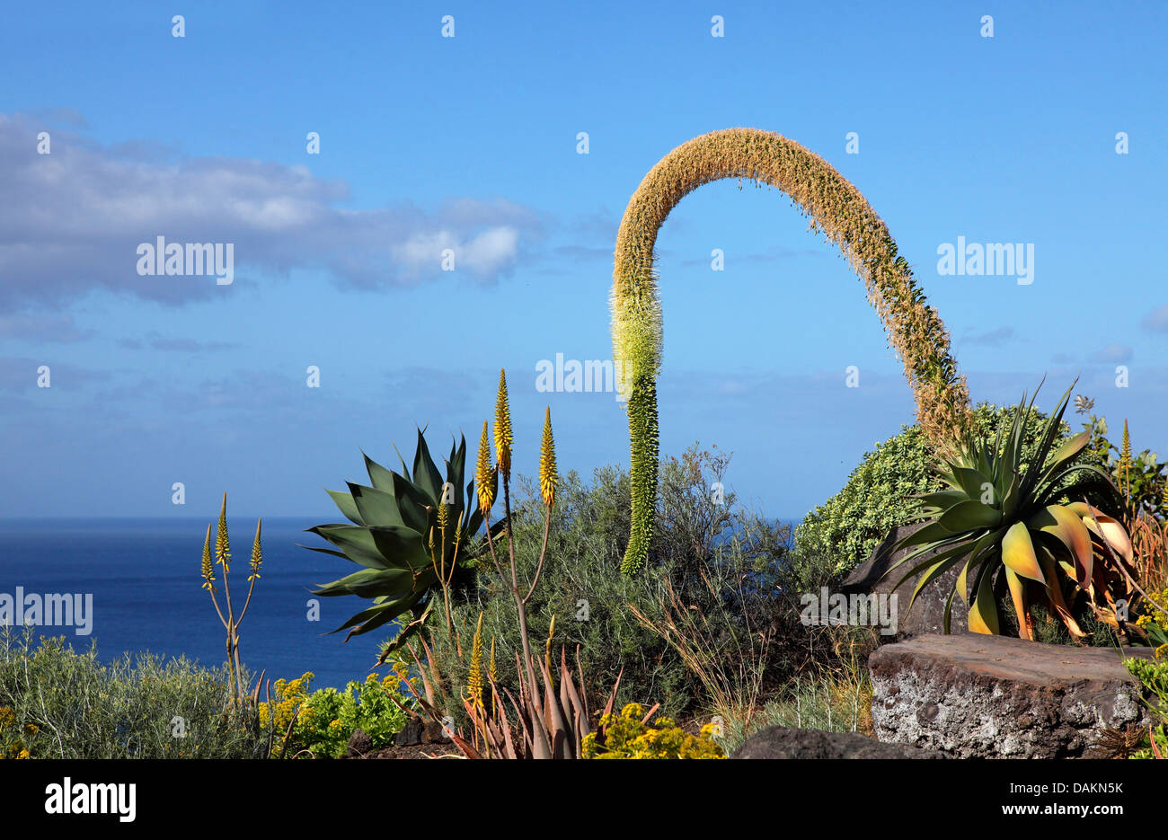 foxtail agave, spineless century plant (Agave attenuata), bugloss ...