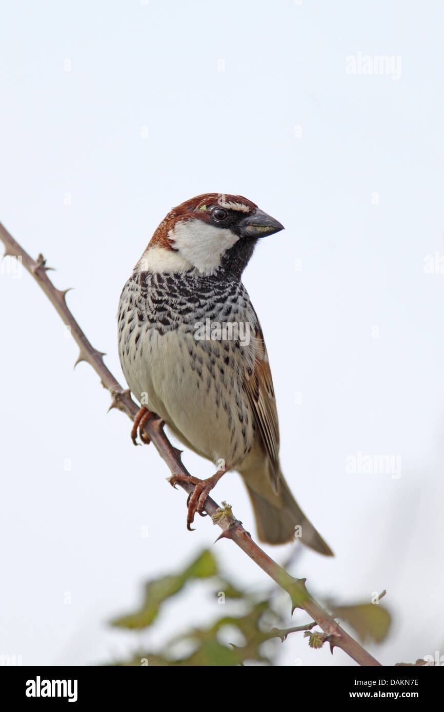 Sitting on a prickly vertical twig hi-res stock photography and images ...