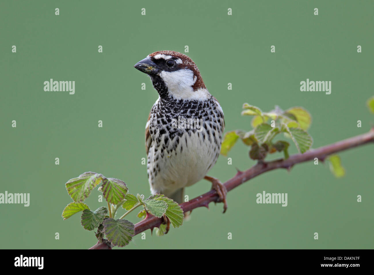 Spanish sparrow (Passer hispaniolensis), male sitting on a branch ...
