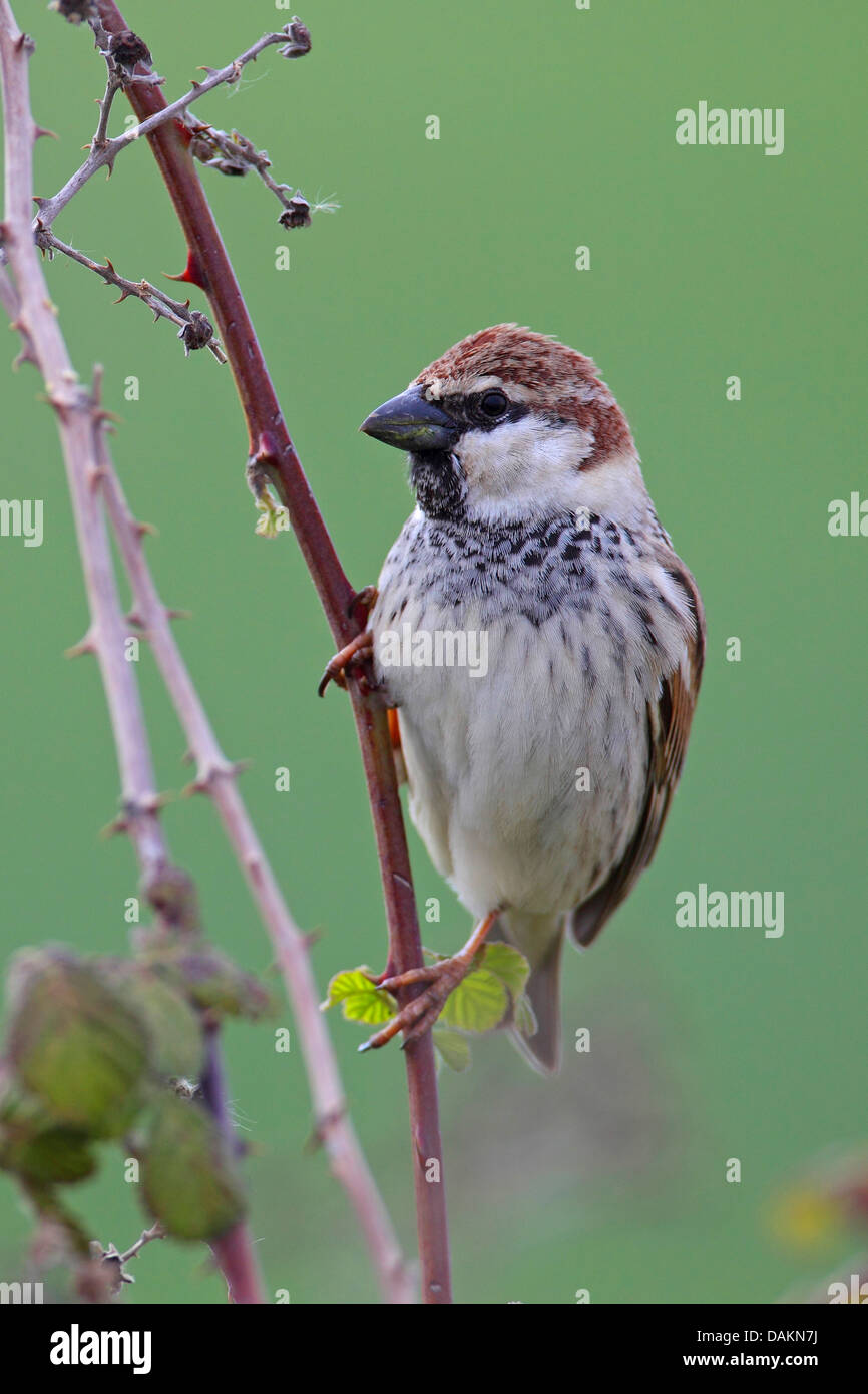 Spanish sparrow (Passer hispaniolensis), male sitting on a branch ...
