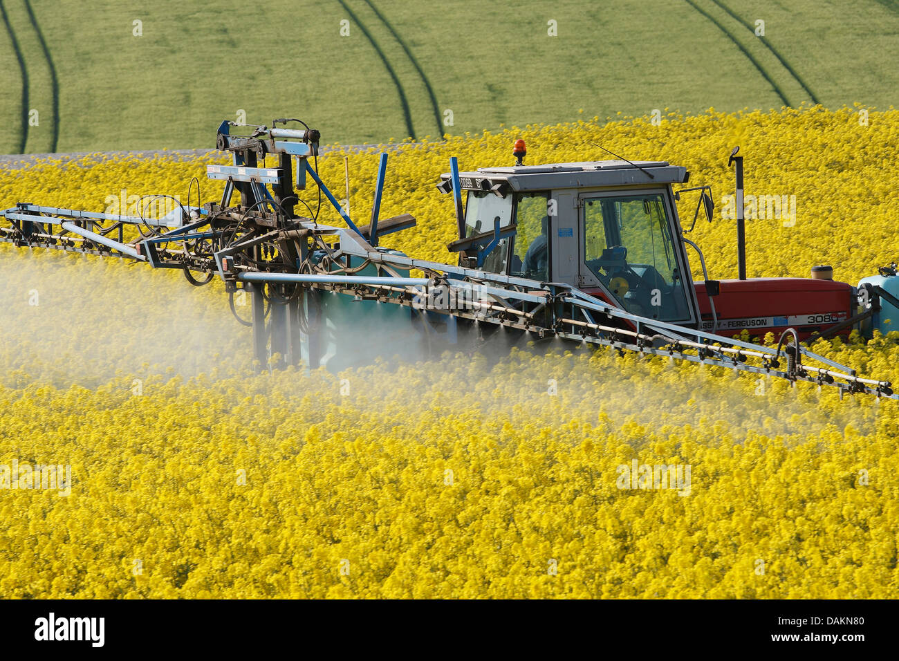 rape, turnip (Brassica napus), tractor spraying herbicides on a rape ...
