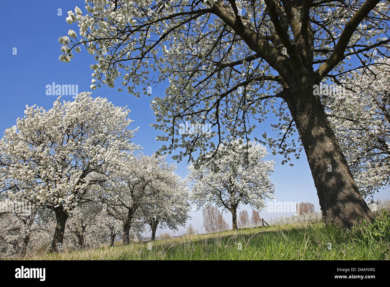 Mazzards hi-res stock photography and images - Alamy