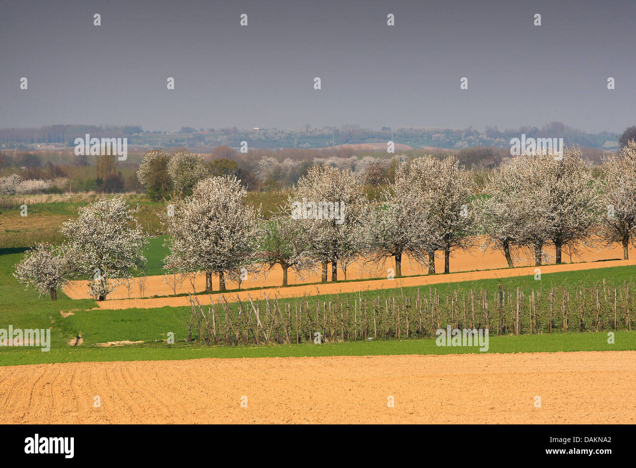Flowering Fruit Trees High Resolution Stock Photography and Images - Alamy