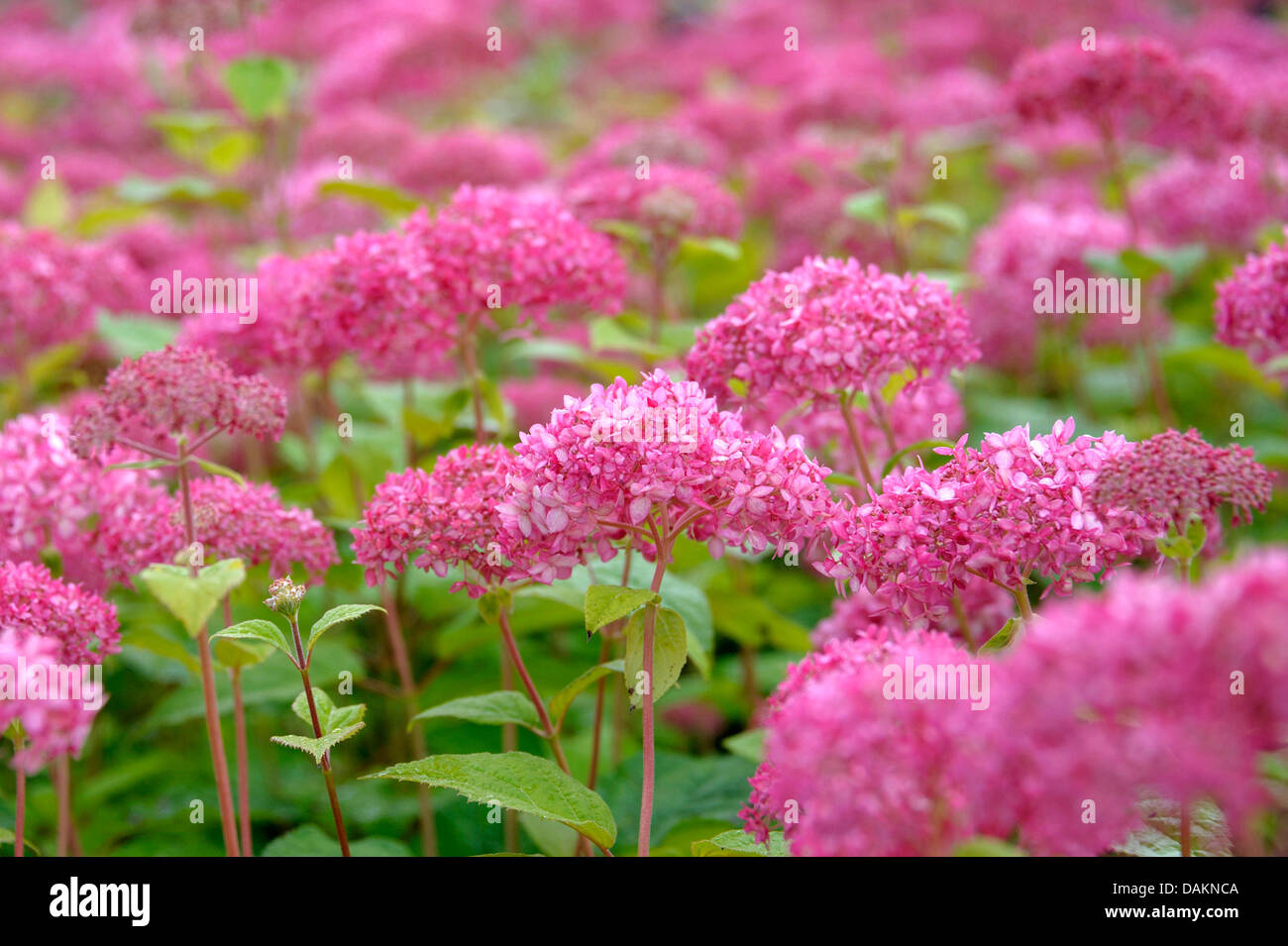 hydrangea (Hydrangea arborescens 'Invincibelle Spirit', Hydrangea ...