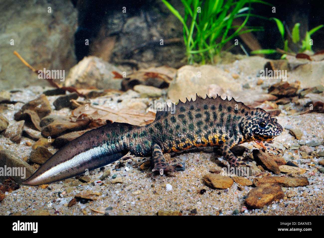 Italian crested newt alpine crested hi-res stock photography and images ...