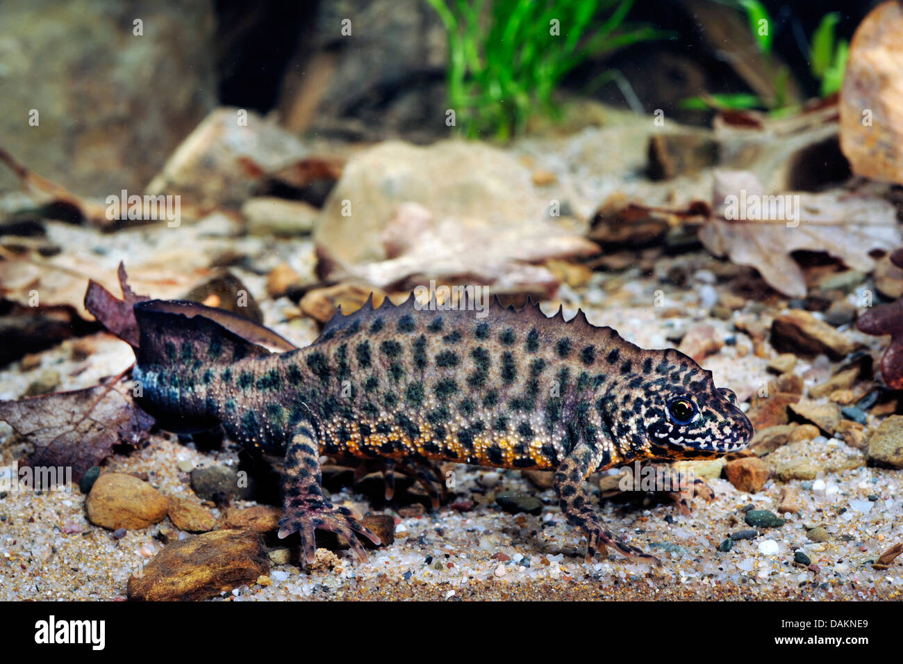 alpine crested newt, Italian warty newt (Triturus karelinii arntzenii ...