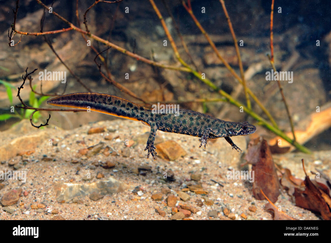alpine crested newt, Italian warty newt (Triturus karelinii arntzenii ...